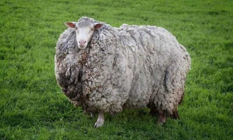 Vrste ovaca - Razlike između mesnih, mlečnih i vunenih rasa